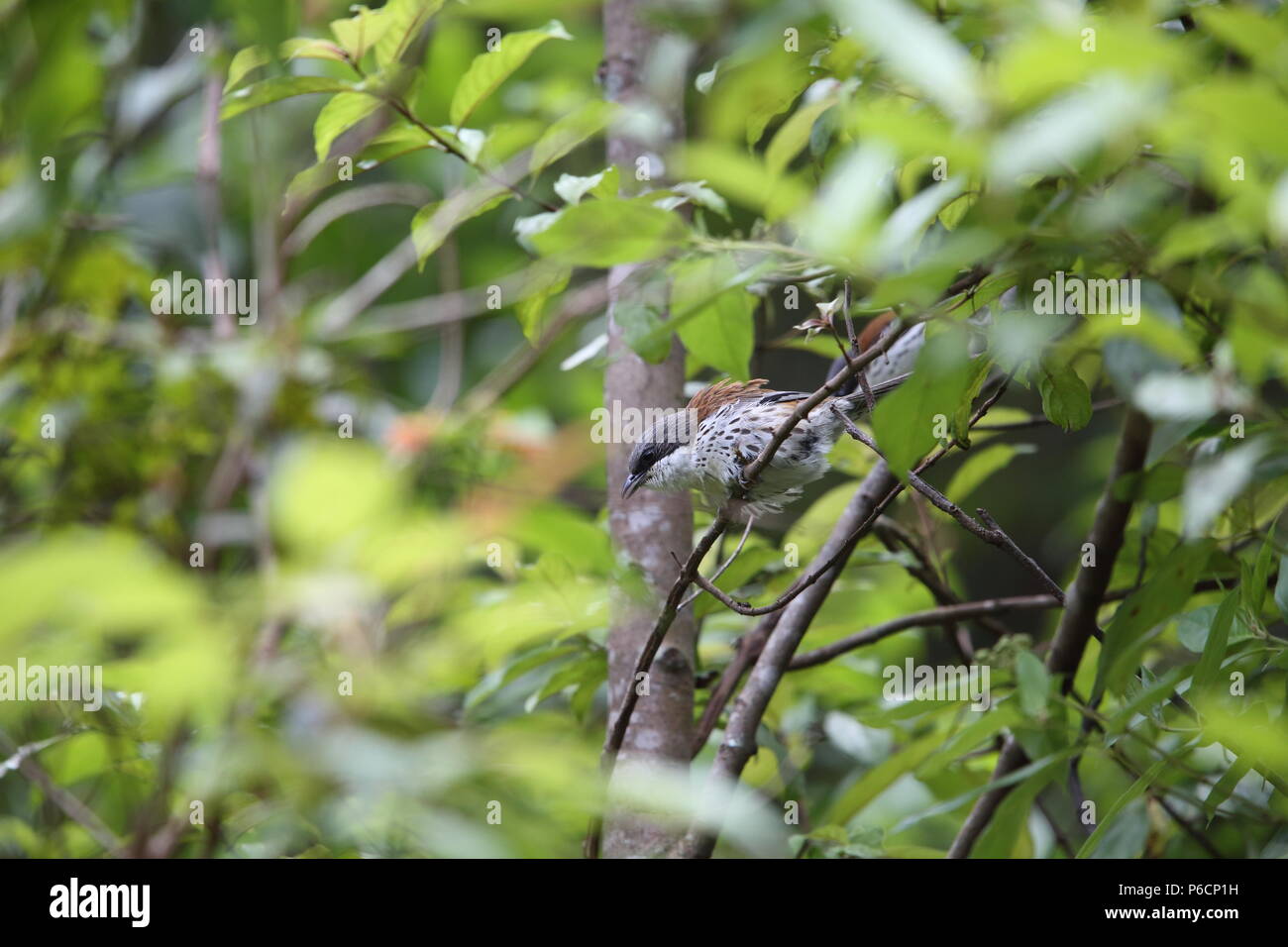 Crocias hi-res stock photography and images - Alamy