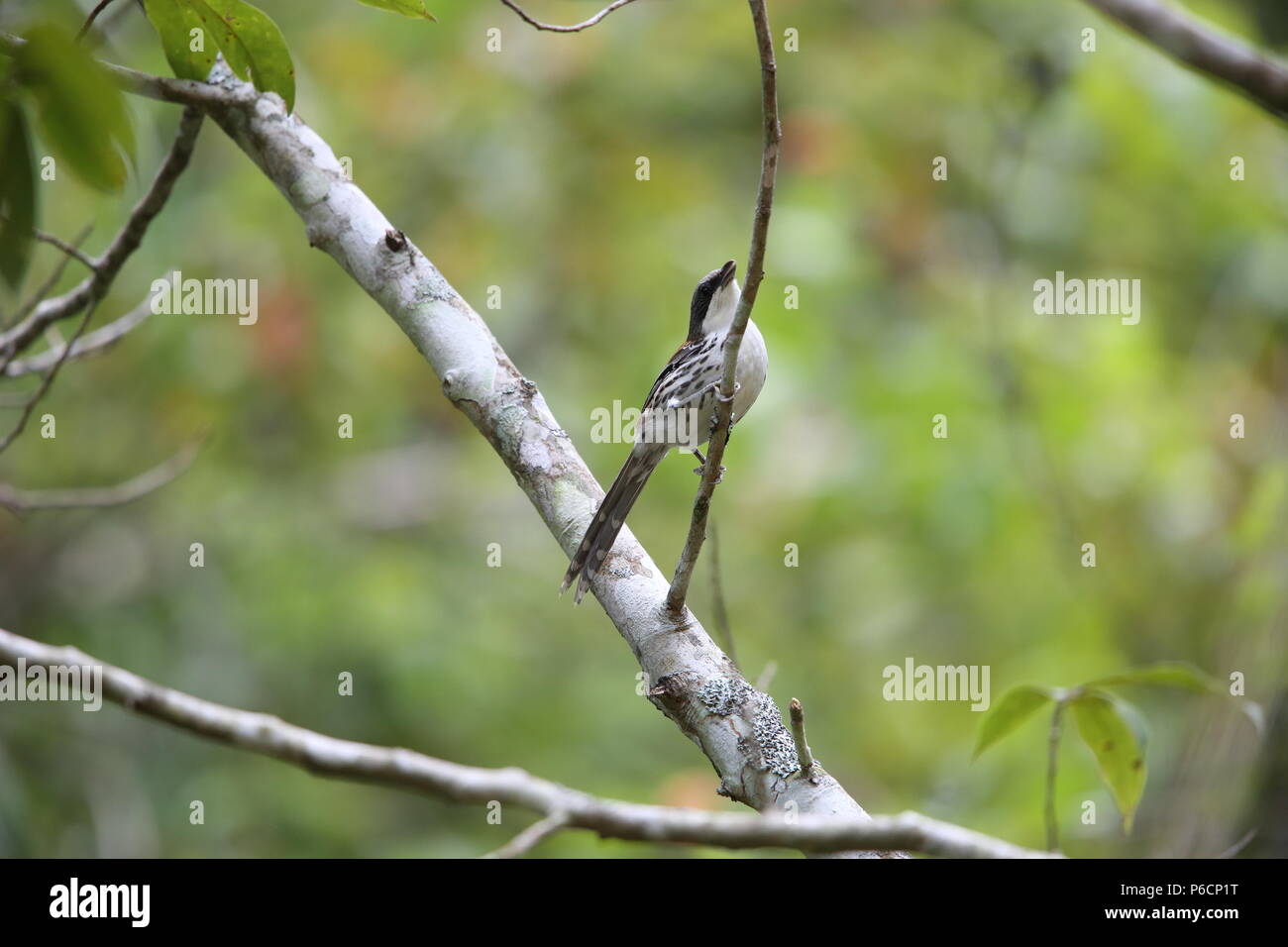 Crocias hi-res stock photography and images - Alamy