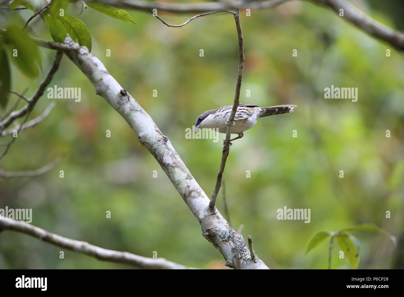Crocias hi-res stock photography and images - Alamy