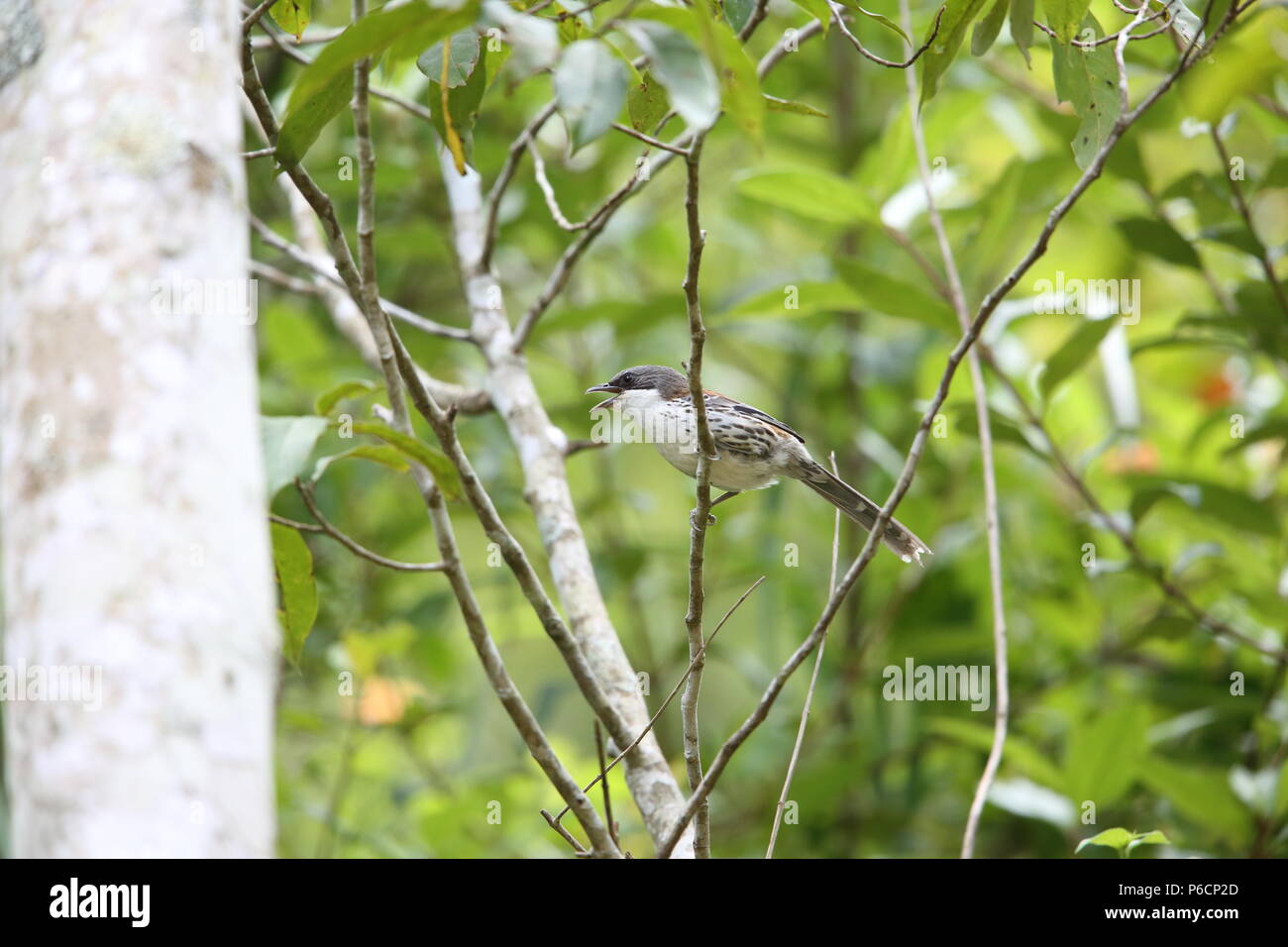 Crocias hi-res stock photography and images - Alamy