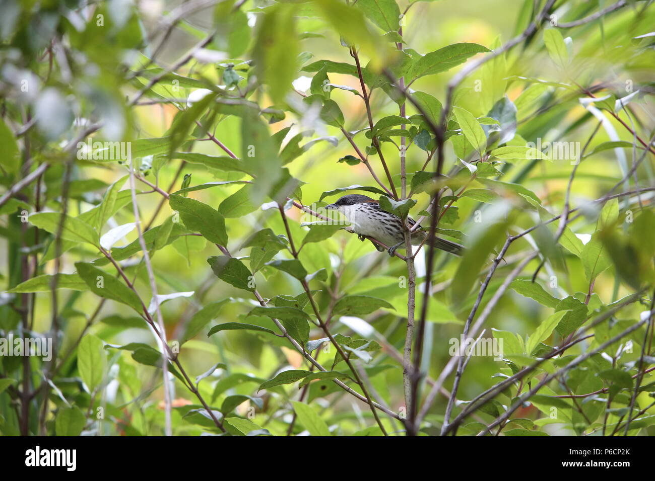 Grey crowned crocias hi-res stock photography and images - Alamy