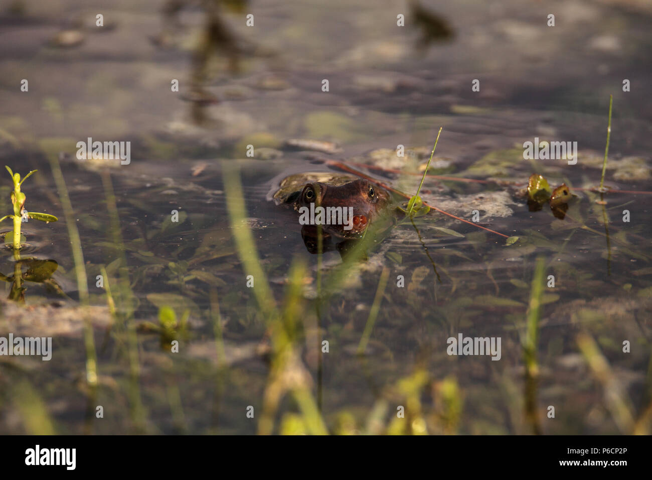 Florida softshell turtle Apalone ferox in a pond, foraging for food and ...
