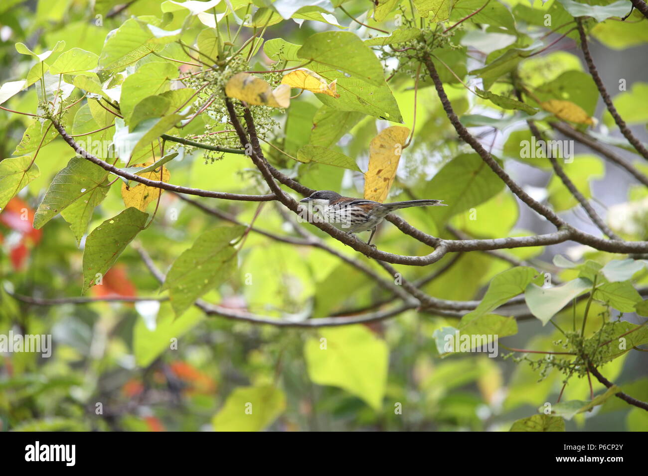 Grey-crowned crocias (Crocias langbianis) in Da lat, Vietnam Stock ...