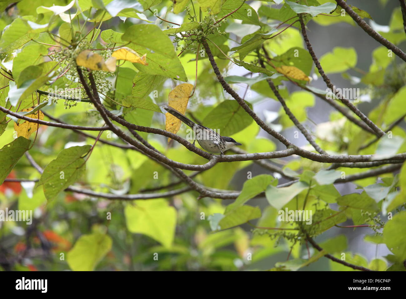 Grey-crowned crocias (Crocias langbianis) in Da lat, Vietnam Stock ...
