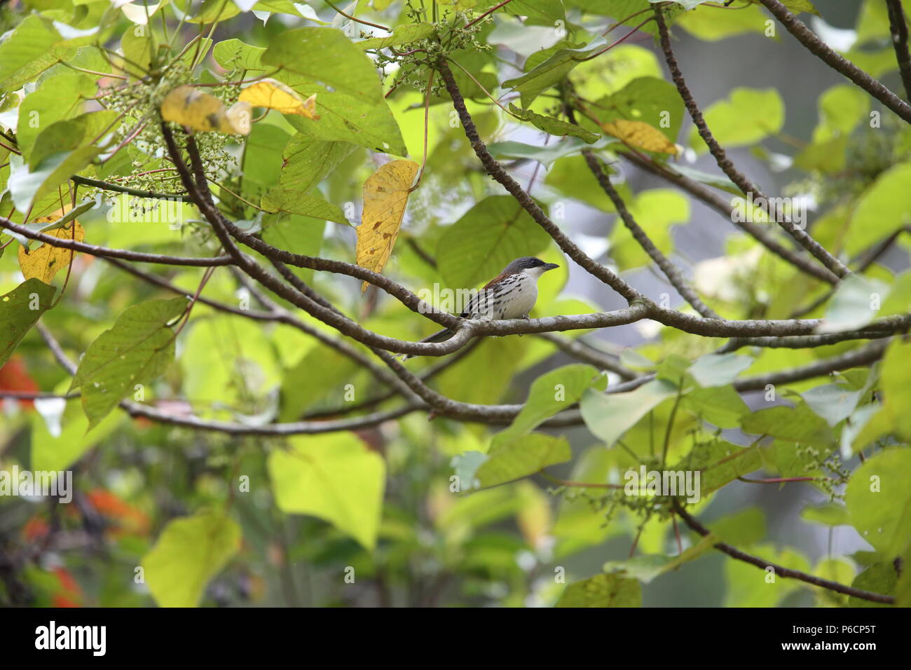 Crocias hi-res stock photography and images - Alamy