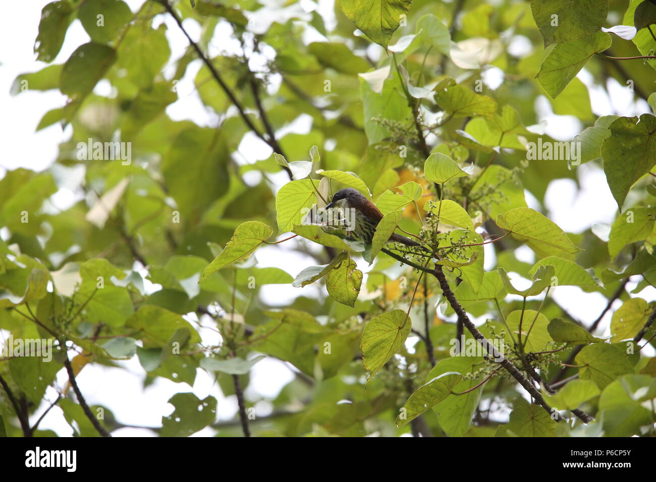 Crocias hi-res stock photography and images - Alamy