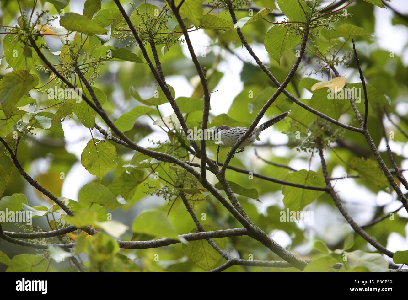 Crocias hi-res stock photography and images - Alamy