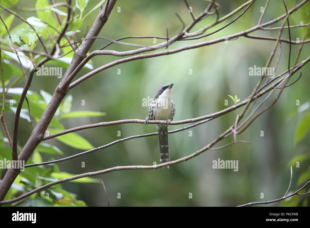 Grey-crowned crocias (Crocias langbianis) in Da lat, Vietnam Stock ...