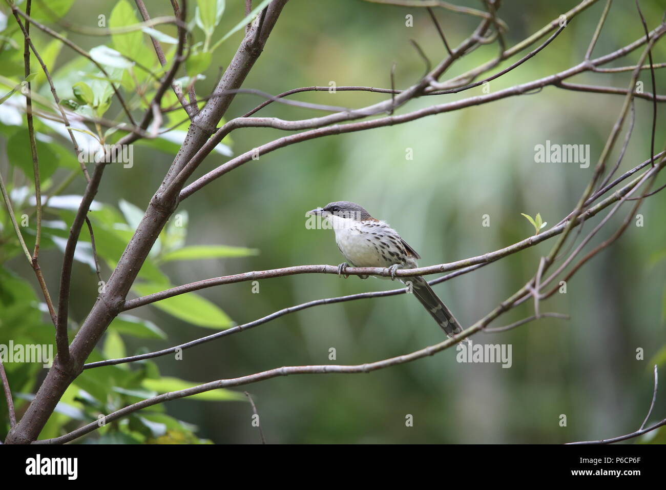 Grey-crowned crocias (Crocias langbianis) in Da lat, Vietnam Stock ...