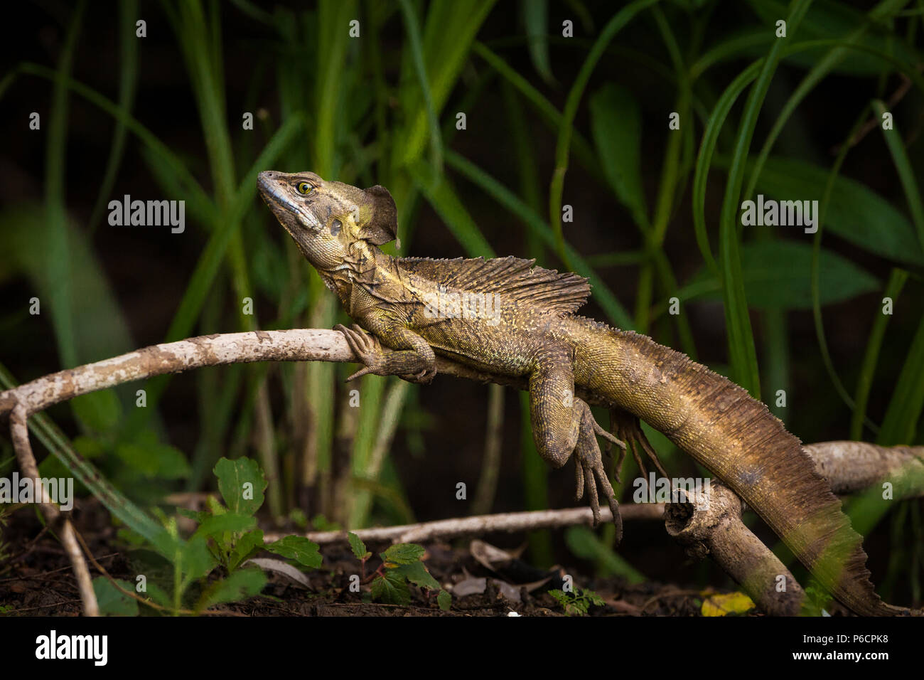Jesus lizards hi-res stock photography and images - Alamy