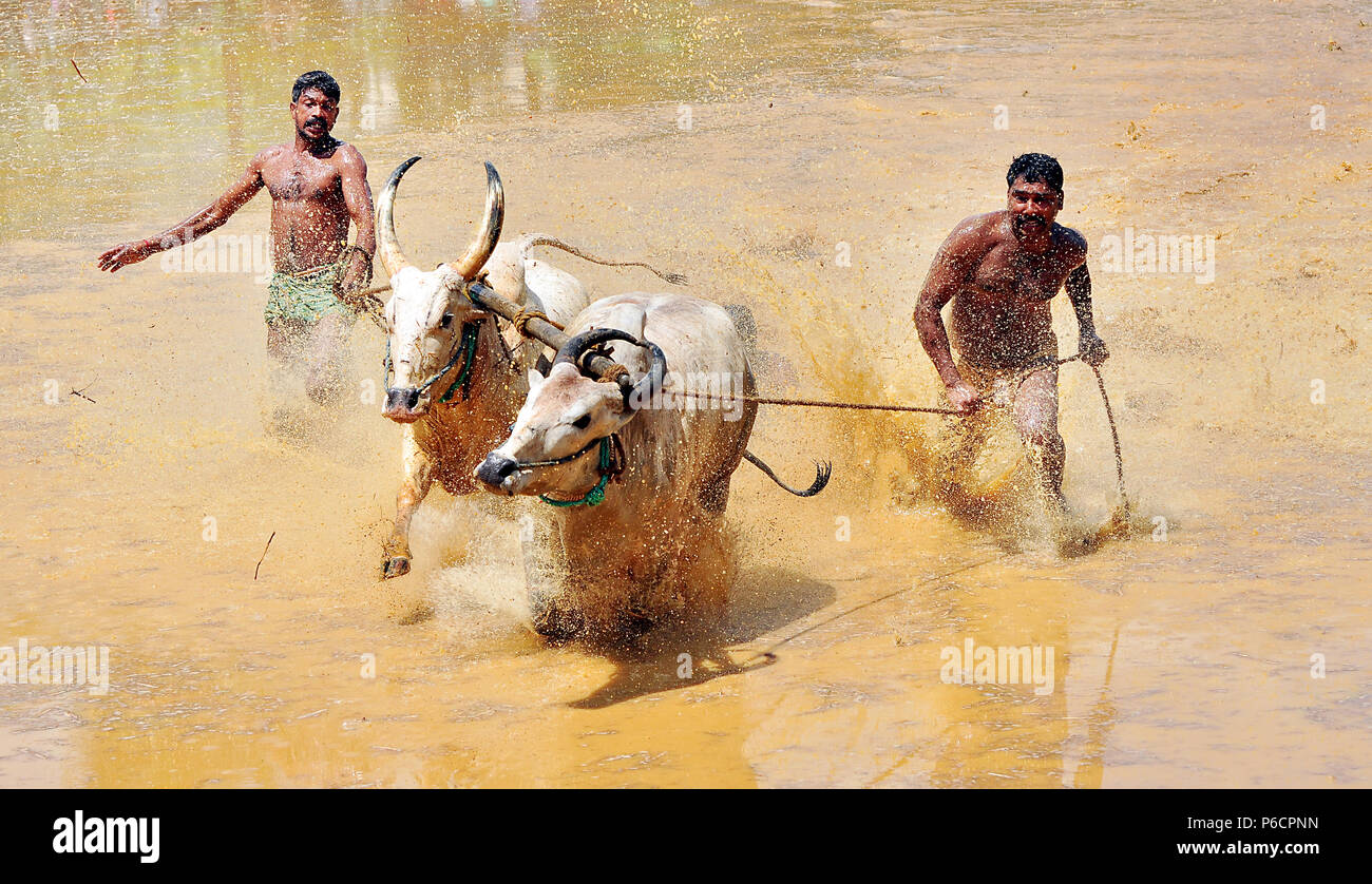 Bullock race hi-res stock photography and images - Alamy
