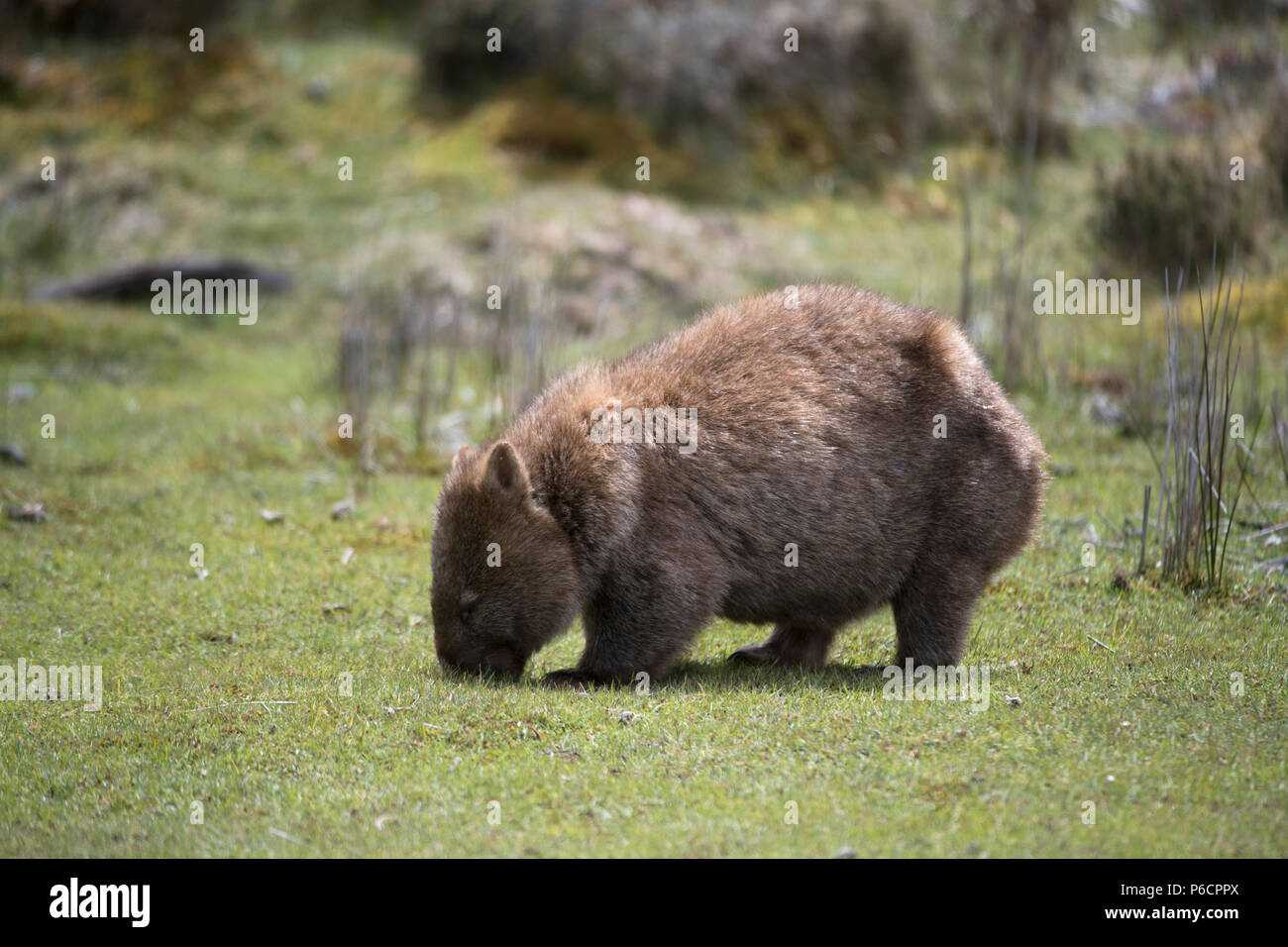 Wombat eating hi-res stock photography and images - Alamy