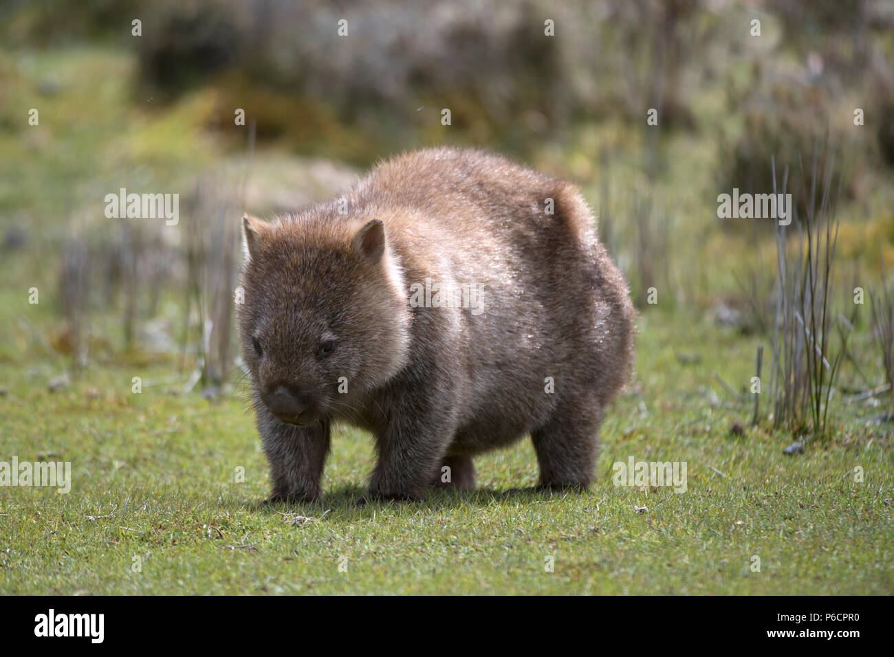Tasmania wombat hi-res stock photography and images - Alamy