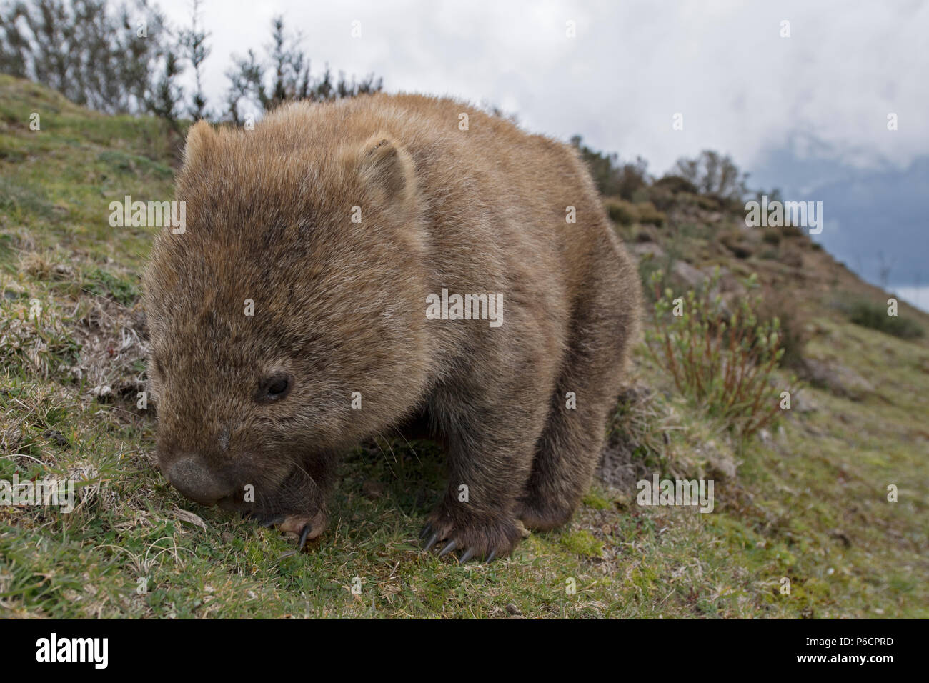 Wombat eating hi-res stock photography and images - Alamy