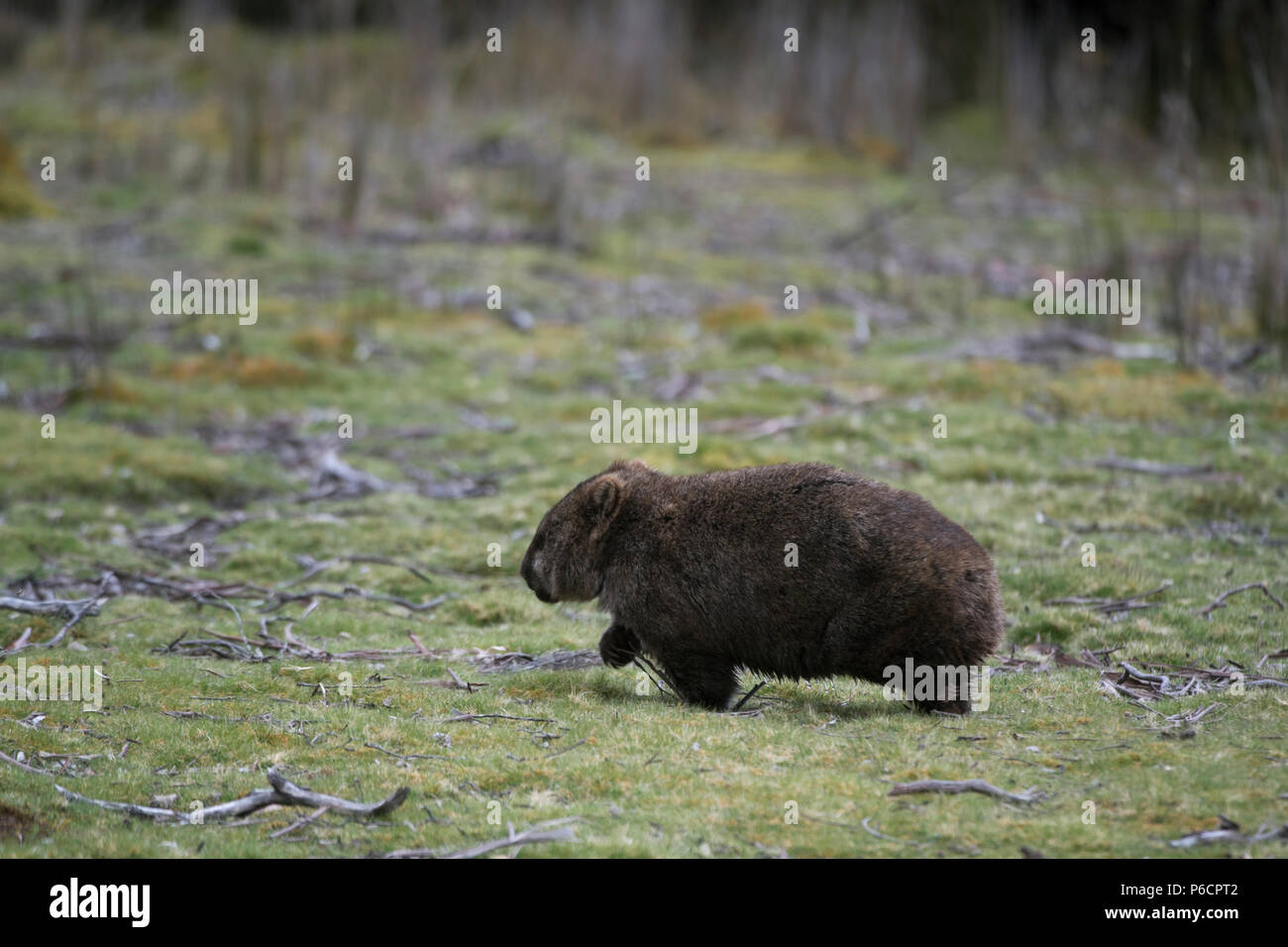common wombat walking side on north west tasmania australia Stock Photo ...