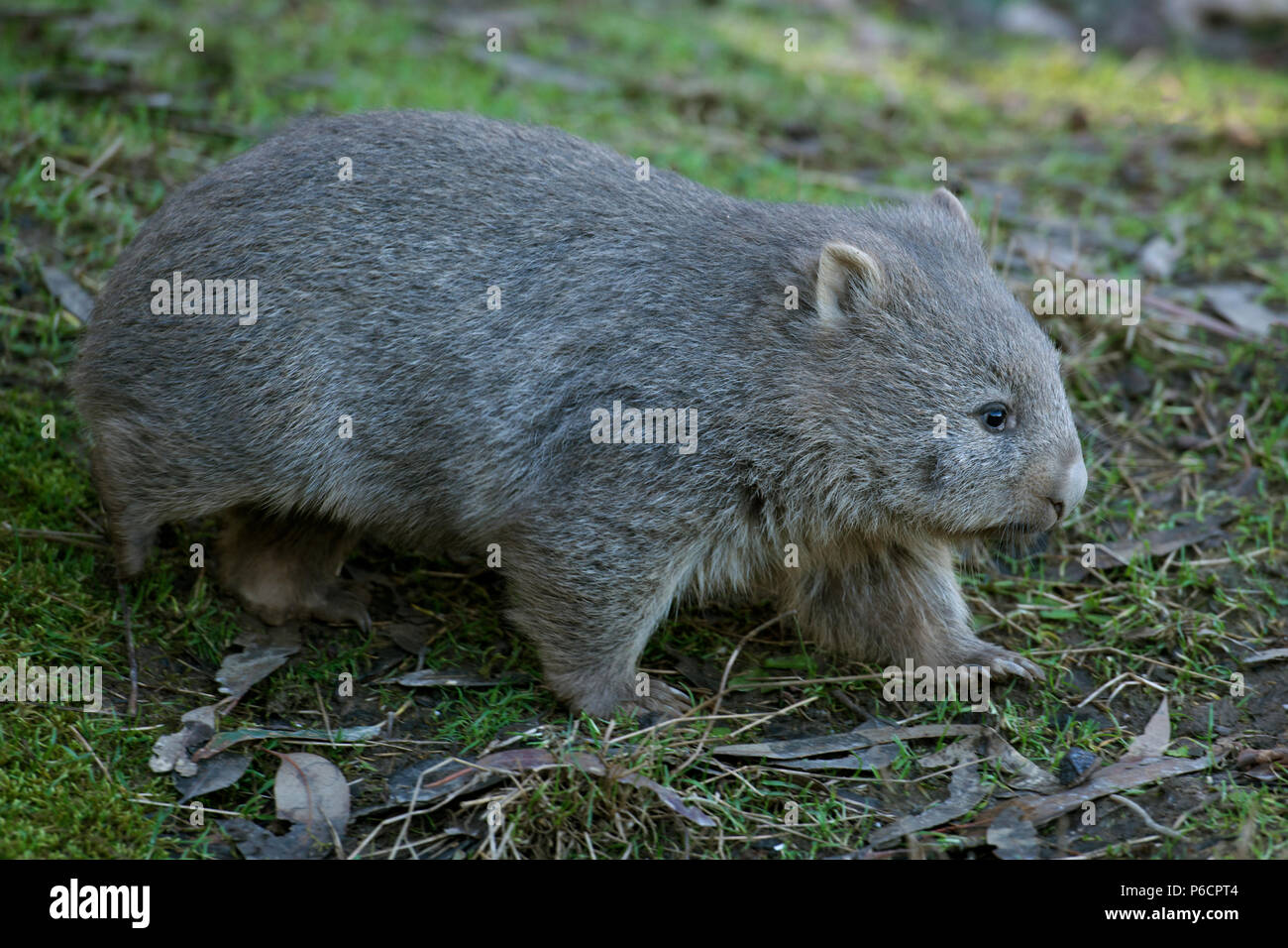 West australian wildlife hi-res stock photography and images - Alamy
