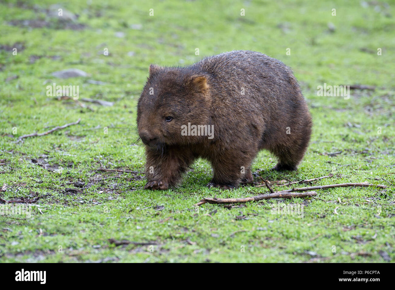 Tasmania wombat hi-res stock photography and images - Alamy