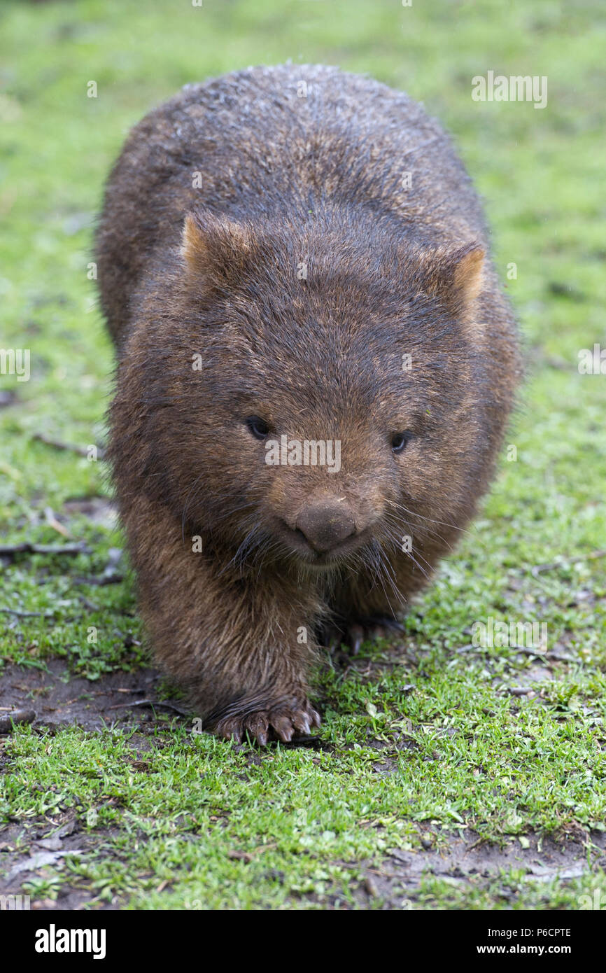 common wombat walking front toward cameraon in wildlife park tasmania ...