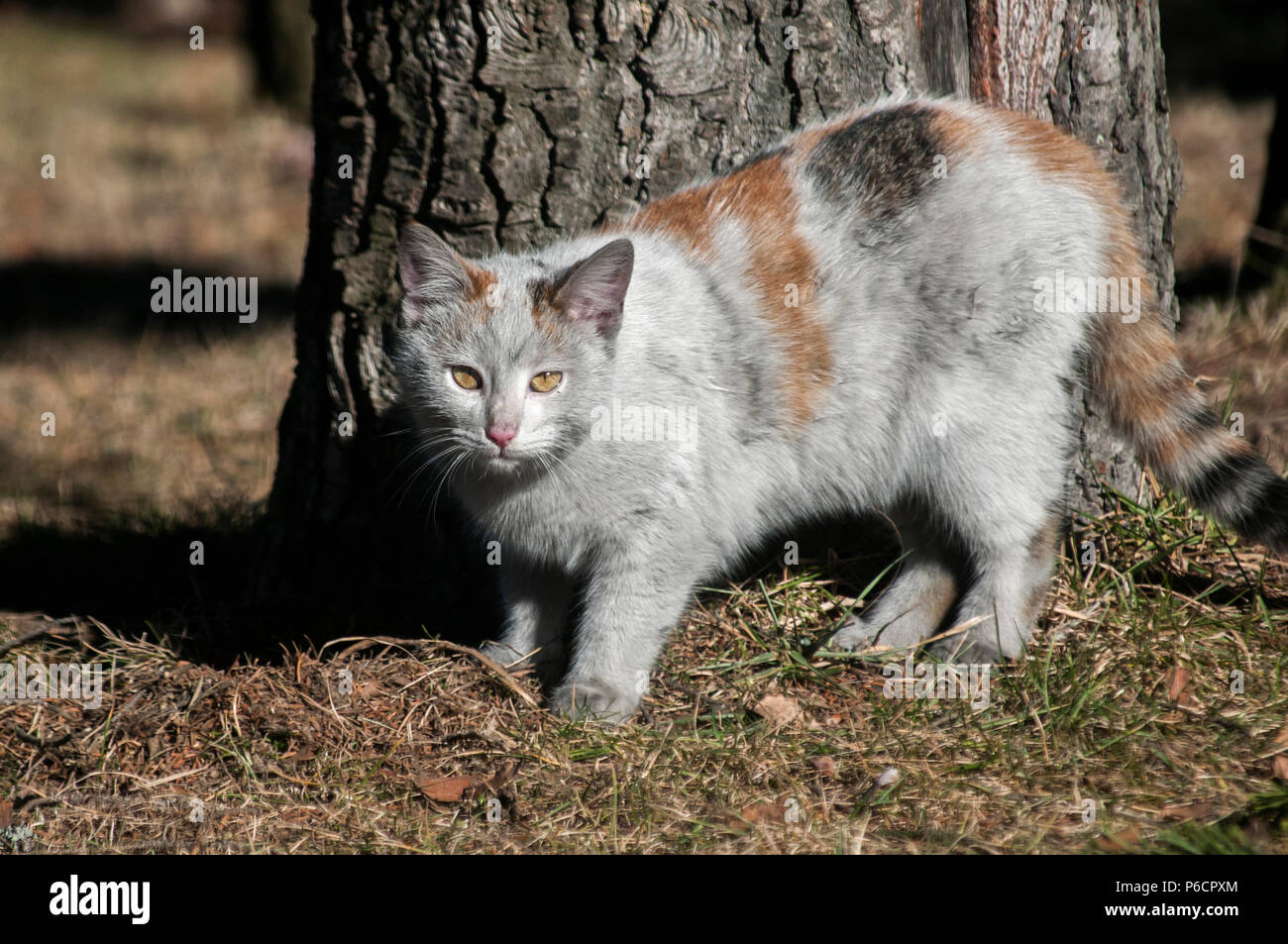 Cat grass dirty hi-res stock photography and images - Alamy