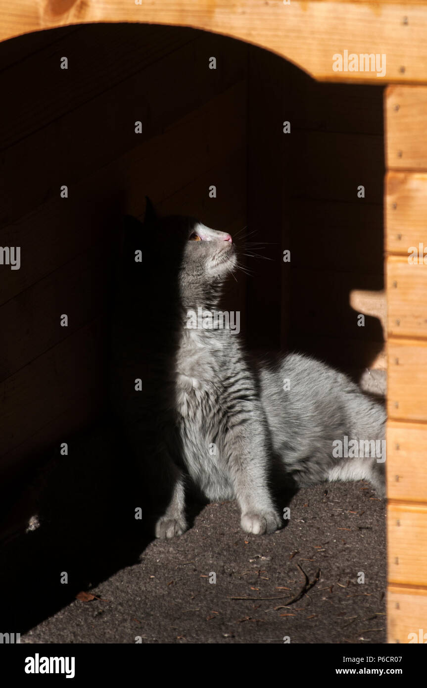 Gray street cat lying in sun-lit interior of wooden dog hut in half ...