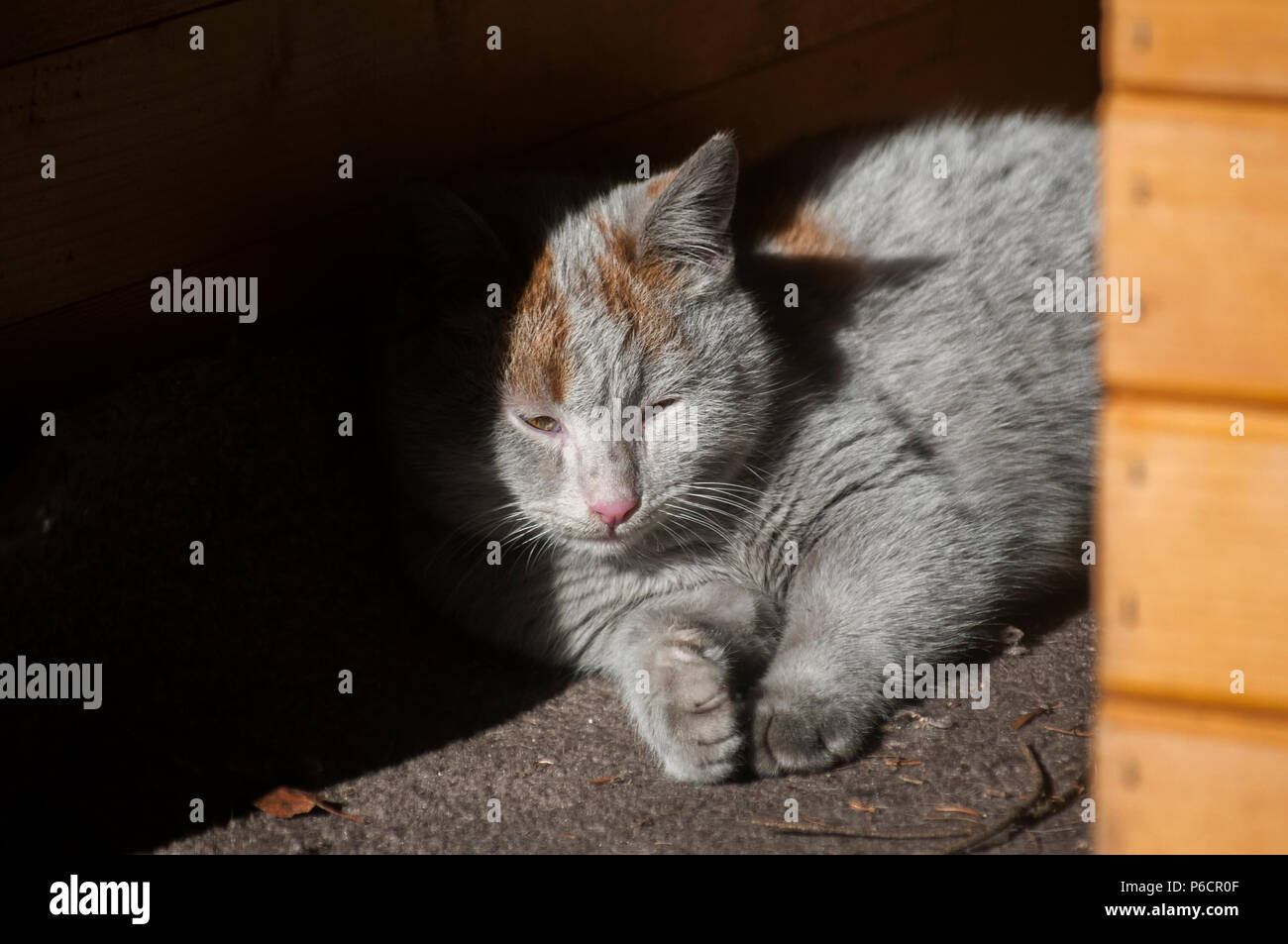 Gray street cat lying in sun-lit interior of wooden dog hut in half shadow Stock Photo - Alamy