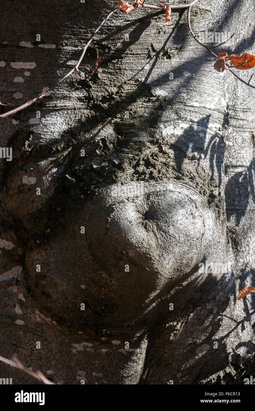 Trunk of beechwood bark closeup with a form resembling female belly ...