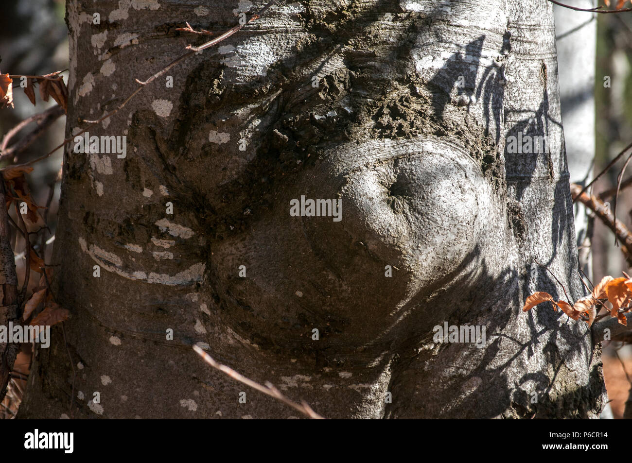 Trunk of beechwood bark closeup with a form resembling female belly ...