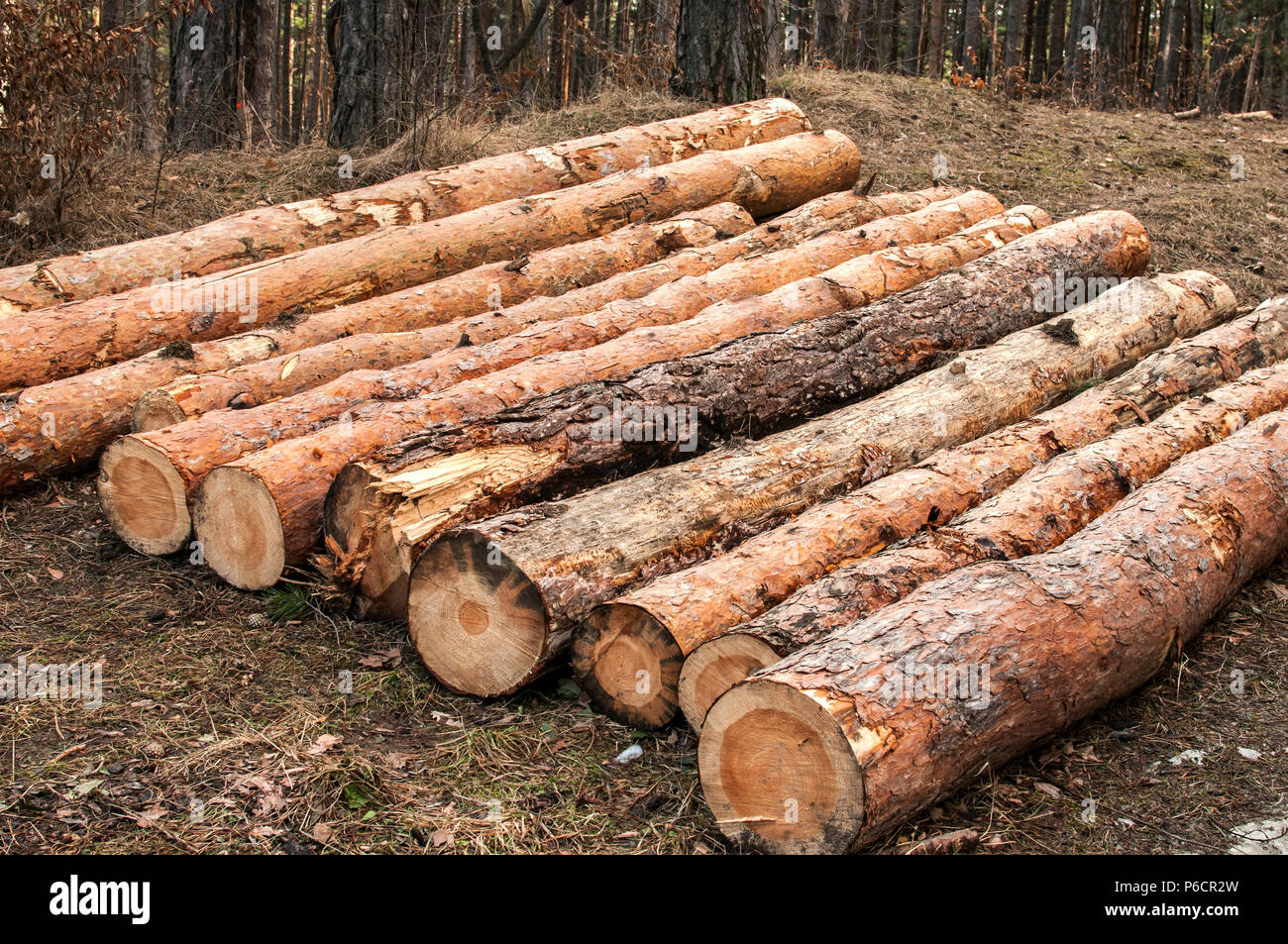 Cut and stacked pine tree logs closeup in coniferous forest Stock Photo ...
