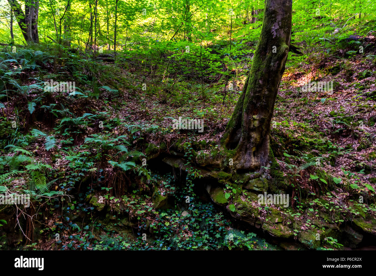 Scenic old alder forest hi-res stock photography and images - Alamy