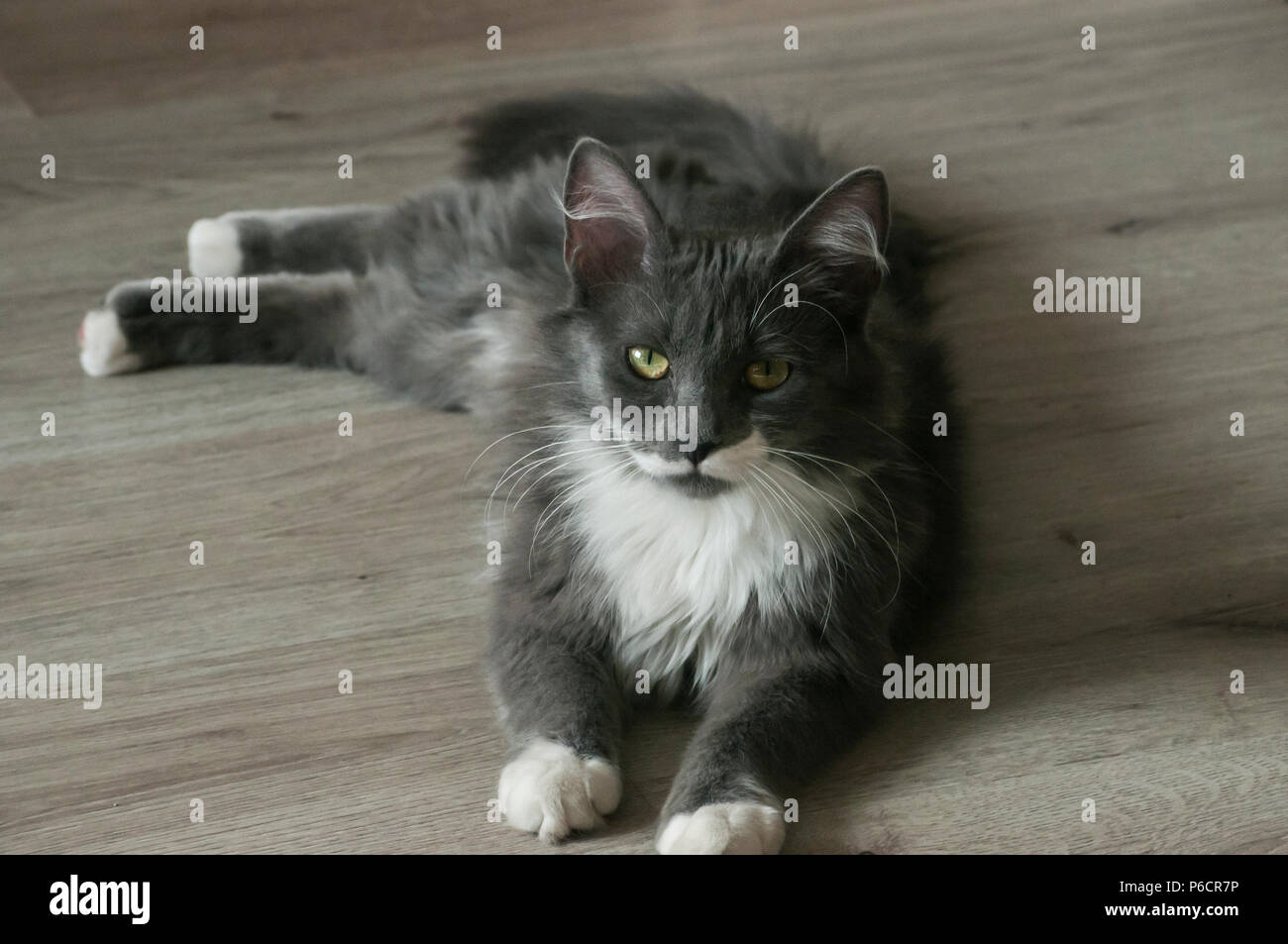 Young gray female cat lying on wooden floor Stock Photo - Alamy