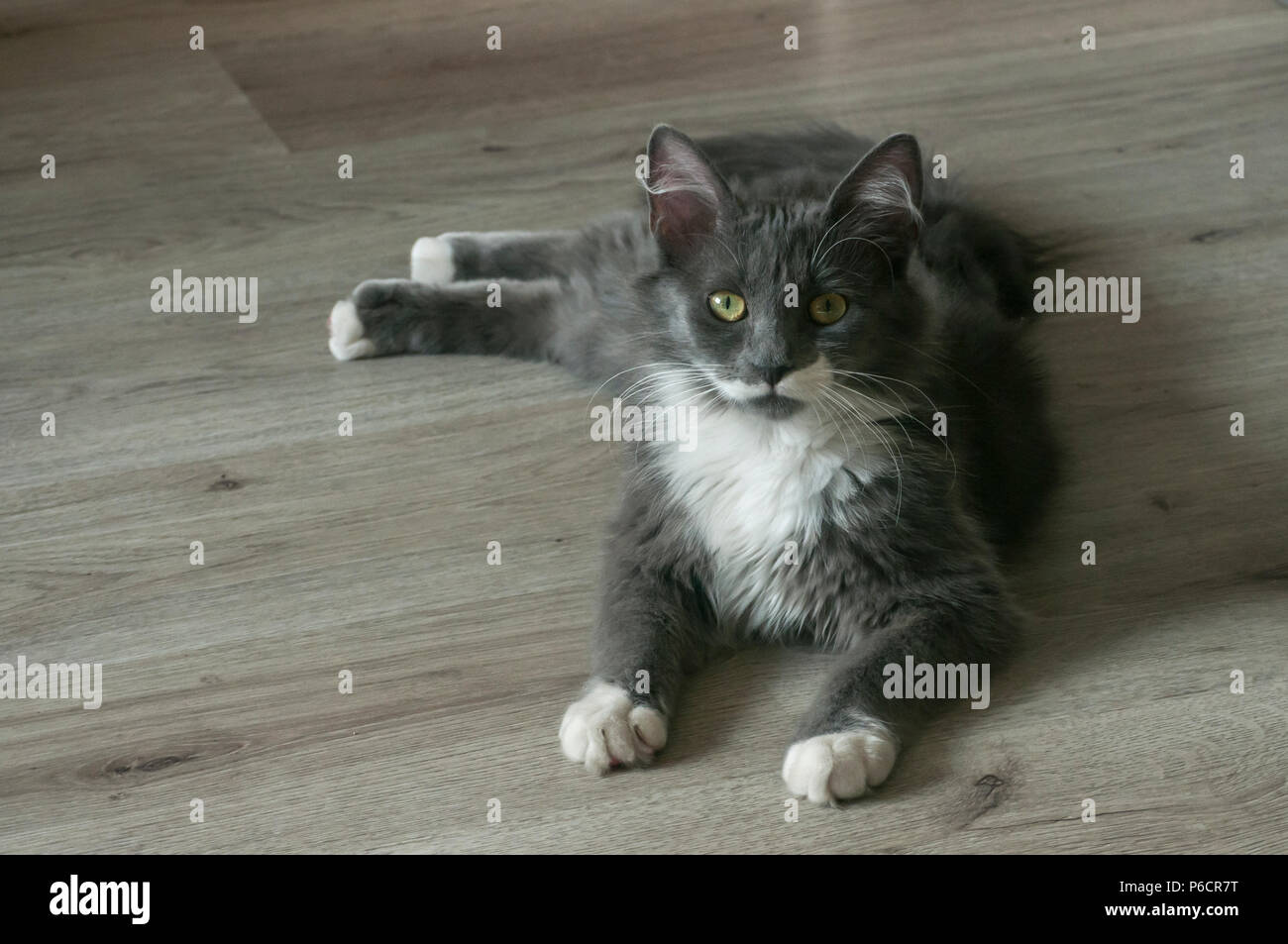 Young gray female cat lying on wooden floor Stock Photo - Alamy