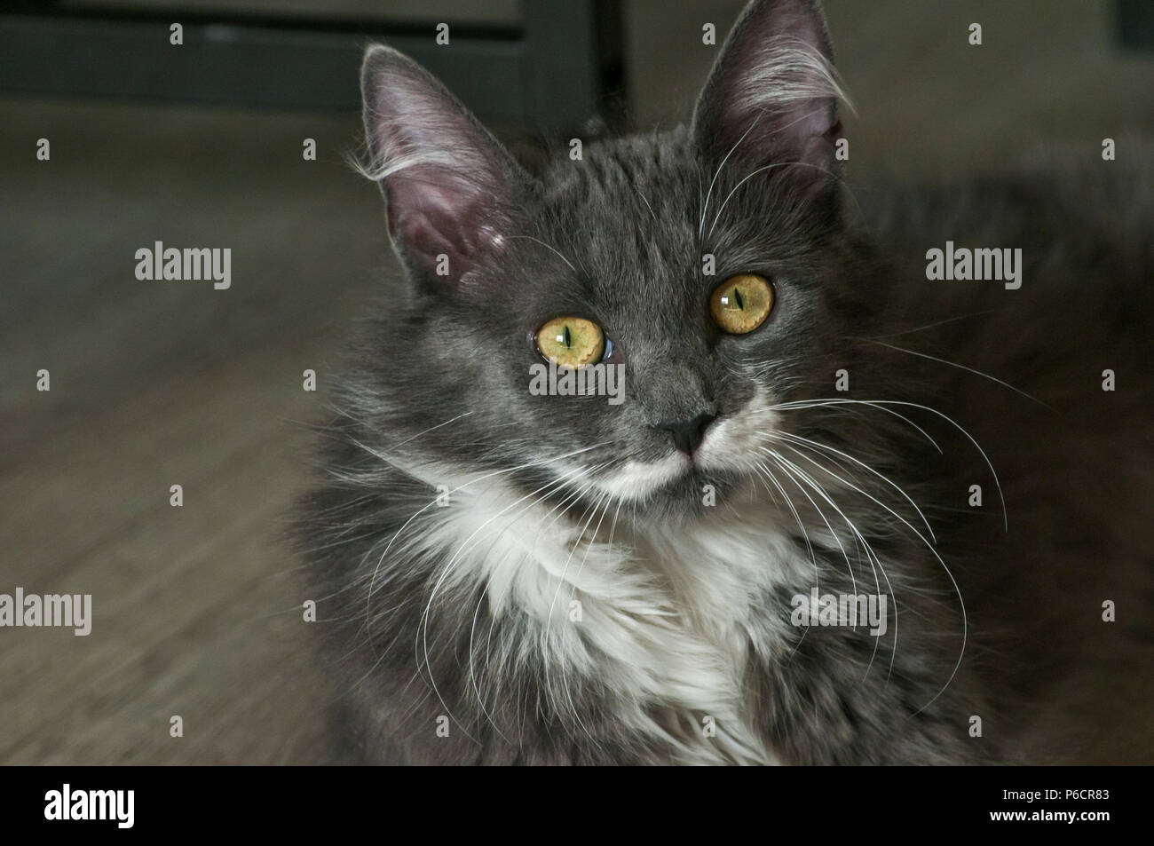Young gray female cat lying on wooden floor Stock Photo - Alamy