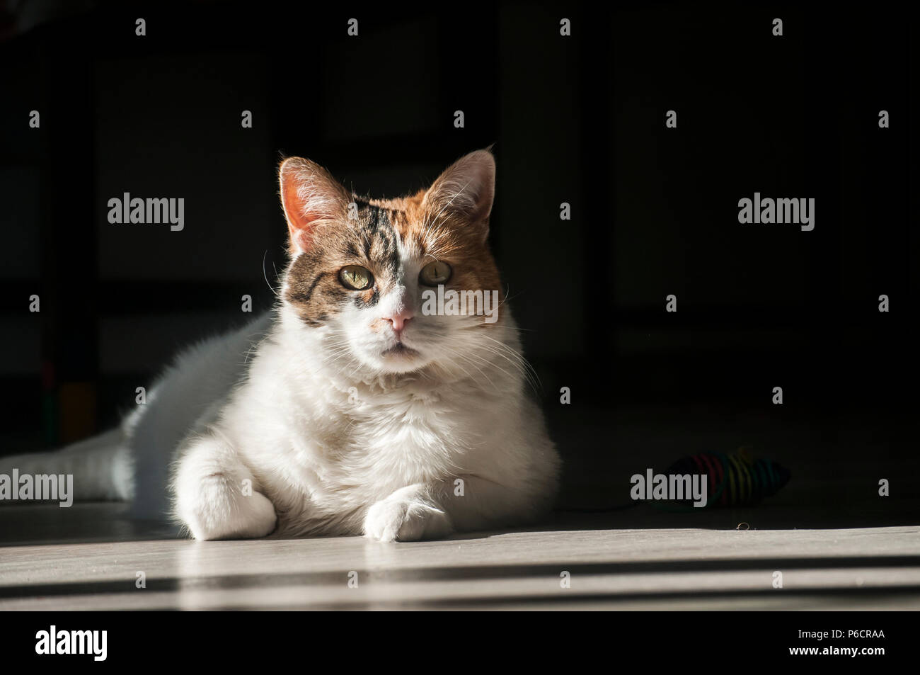 Female cat lying in sunlight shadow on house wooden floor Stock Photo ...
