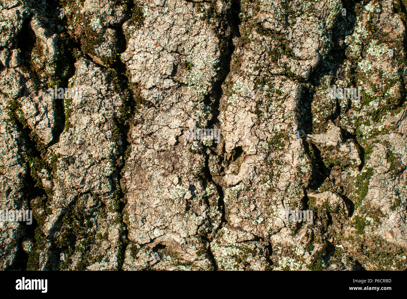 Old platanus tree bark closeup detail as natural background Stock Photo ...
