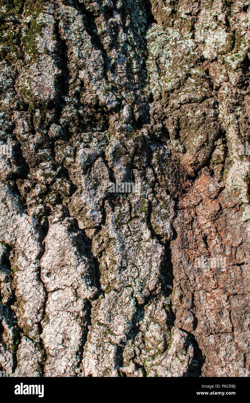 Old platanus tree bark closeup detail as natural background Stock Photo ...