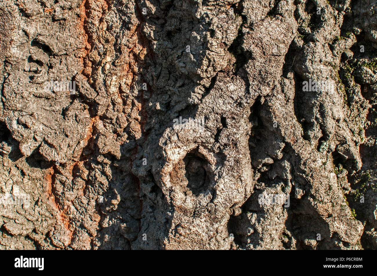 Old platanus tree bark closeup detail as natural background Stock Photo ...