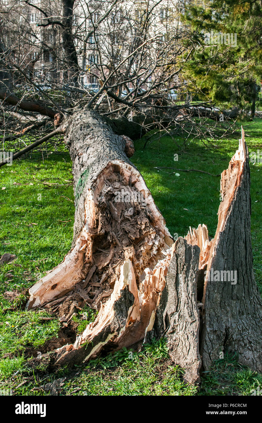 Fallen large tree in city park due to strong storm Stock Photo - Alamy