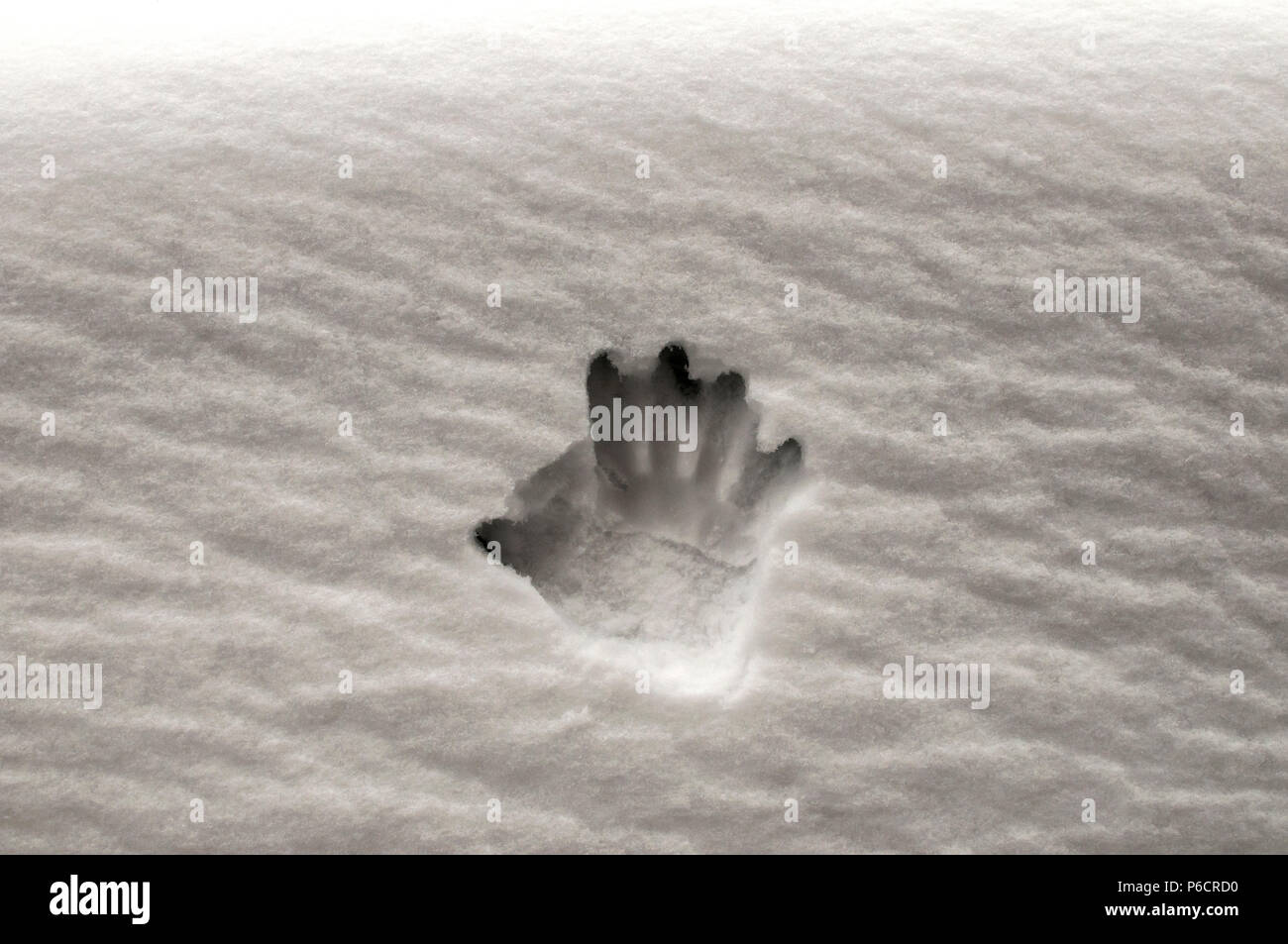 Print of human hands on covered with snow surface Stock Photo - Alamy