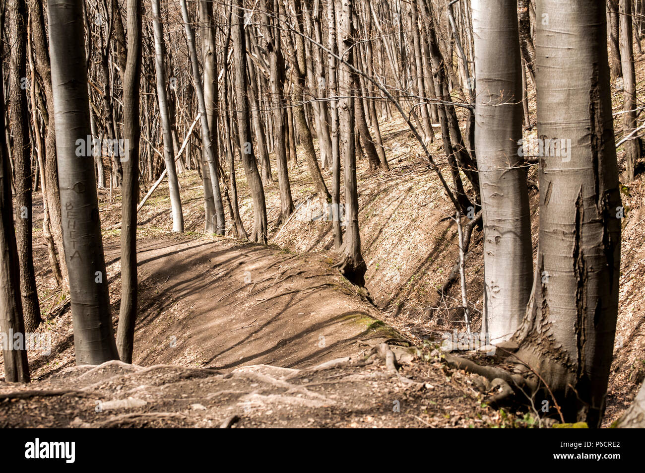 Early spring beech tree defoliated forest scene in sunny day Stock ...