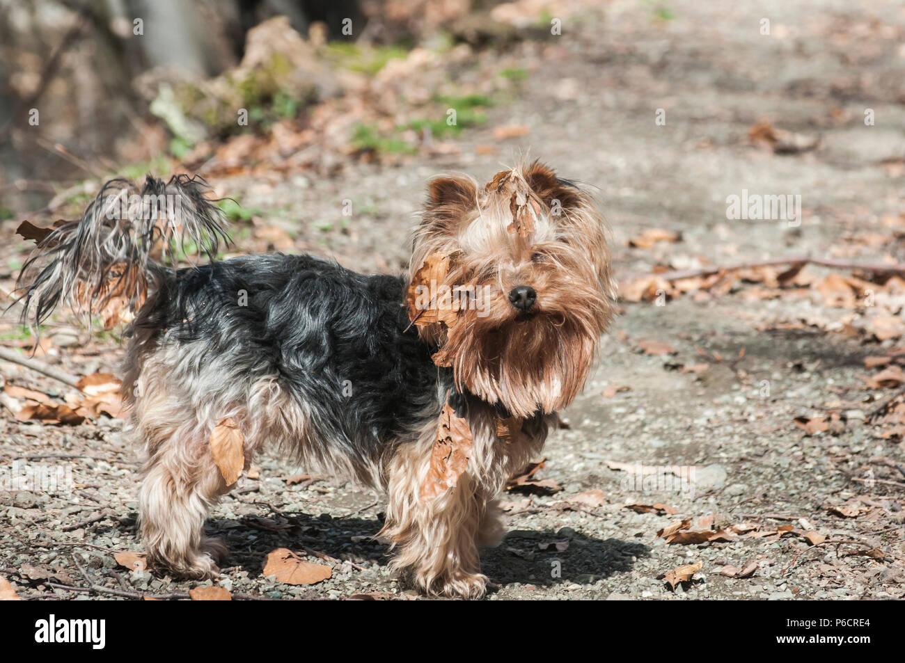 Yorkshire Terrier on dry oak leaves nature background on а walk in the ...
