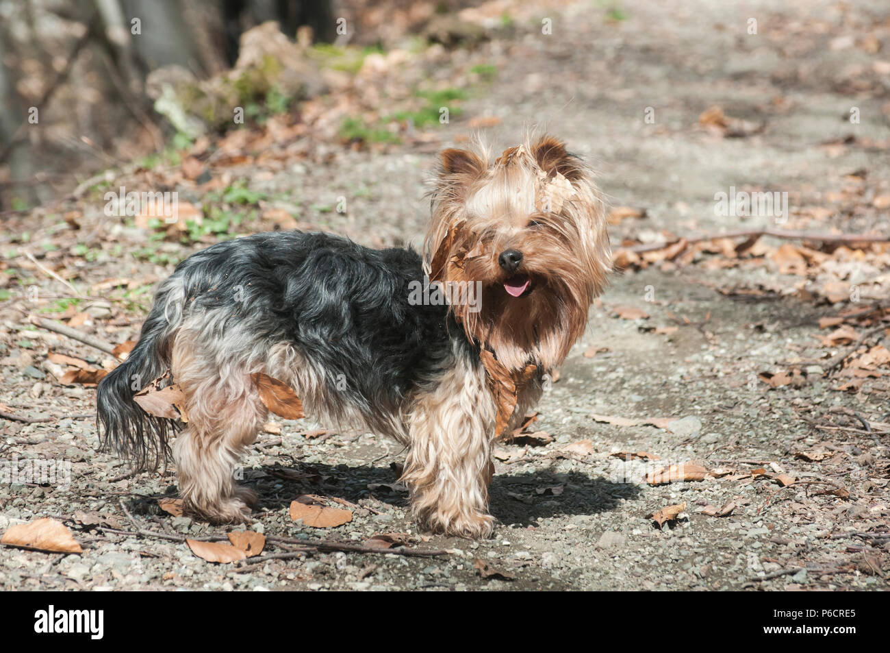 How Many Times A Day Should I Walk My Yorkie