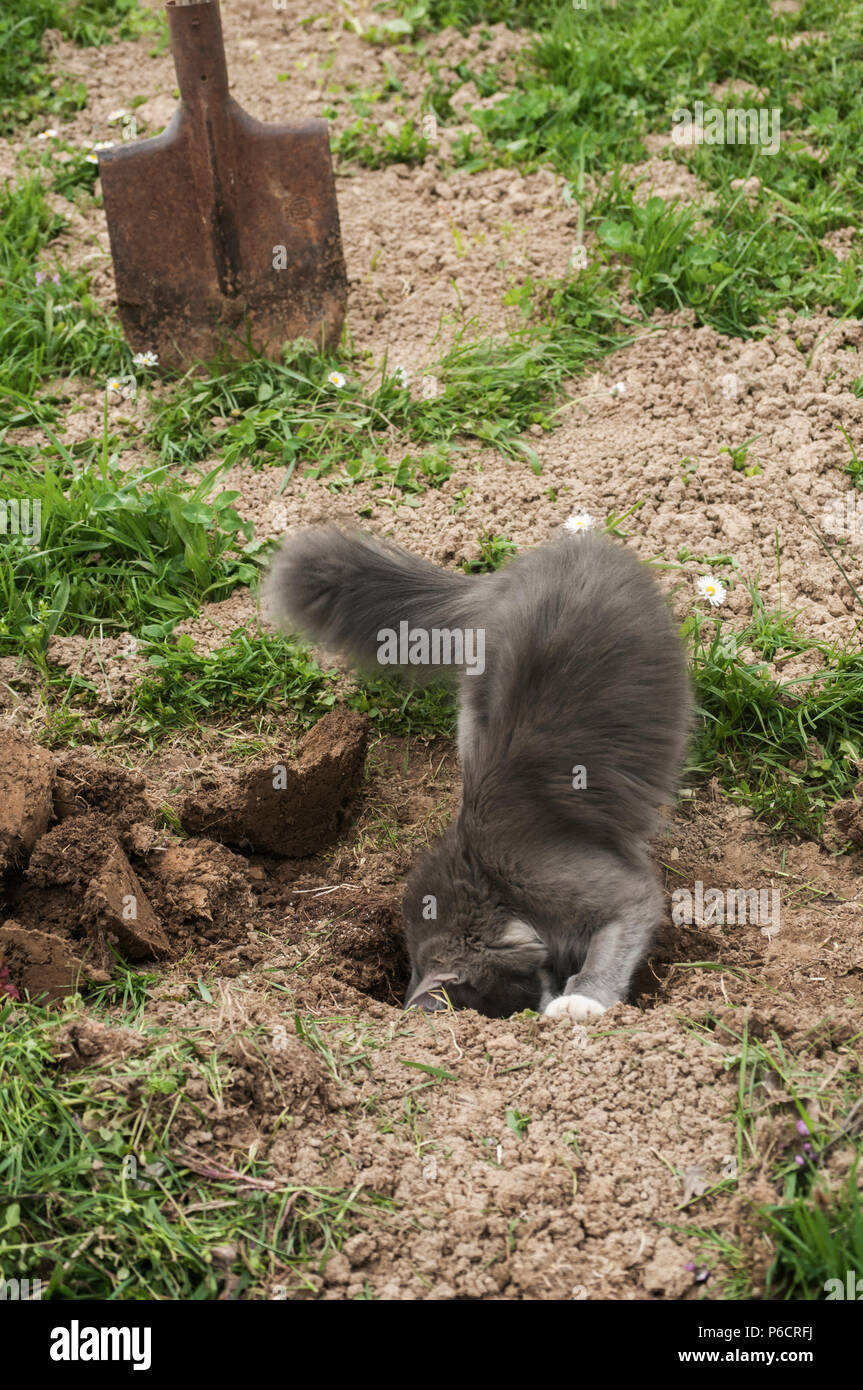 Young gray cat curiously looking in freshly dug hole for planting ...