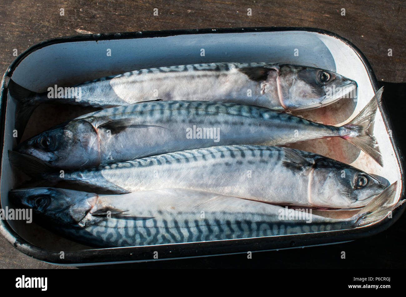 Ocean raw whole mackerel fishes in used steel enamelled tray prepared ...