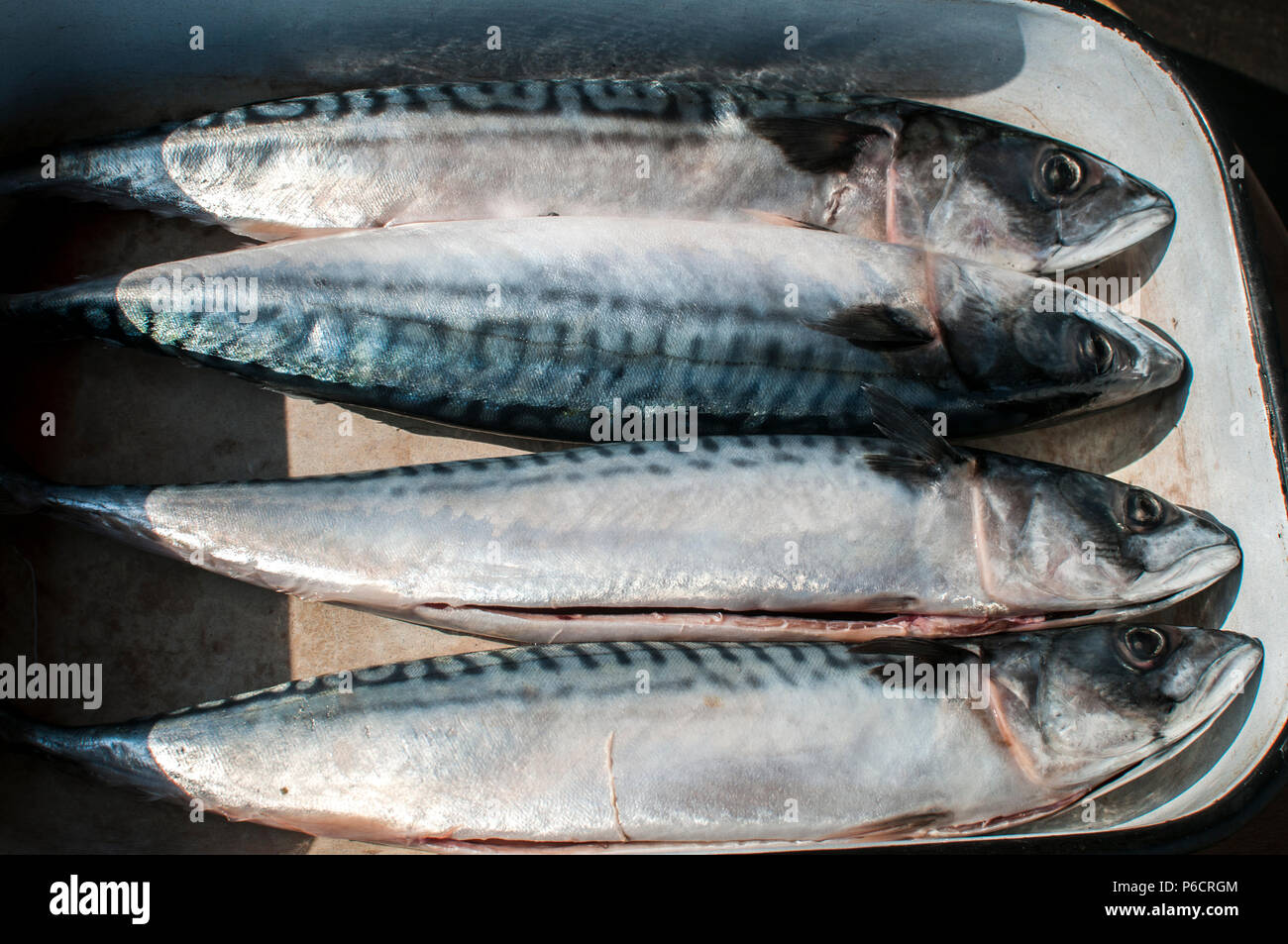 Ocean raw whole mackerel fishes in used steel enamelled tray prepared ...