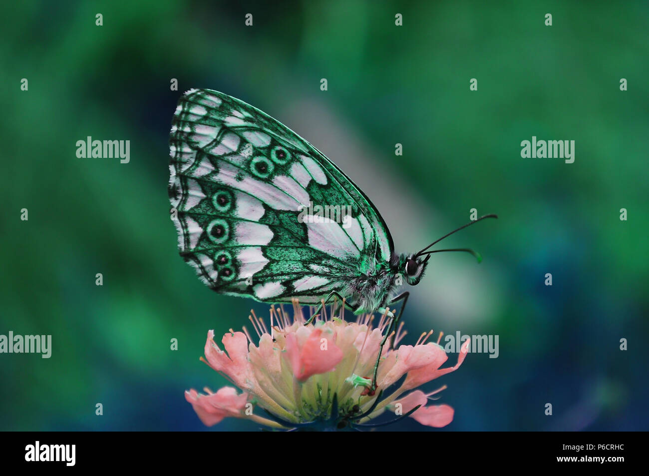 beautiful colored butterflies Stock Photo - Alamy
