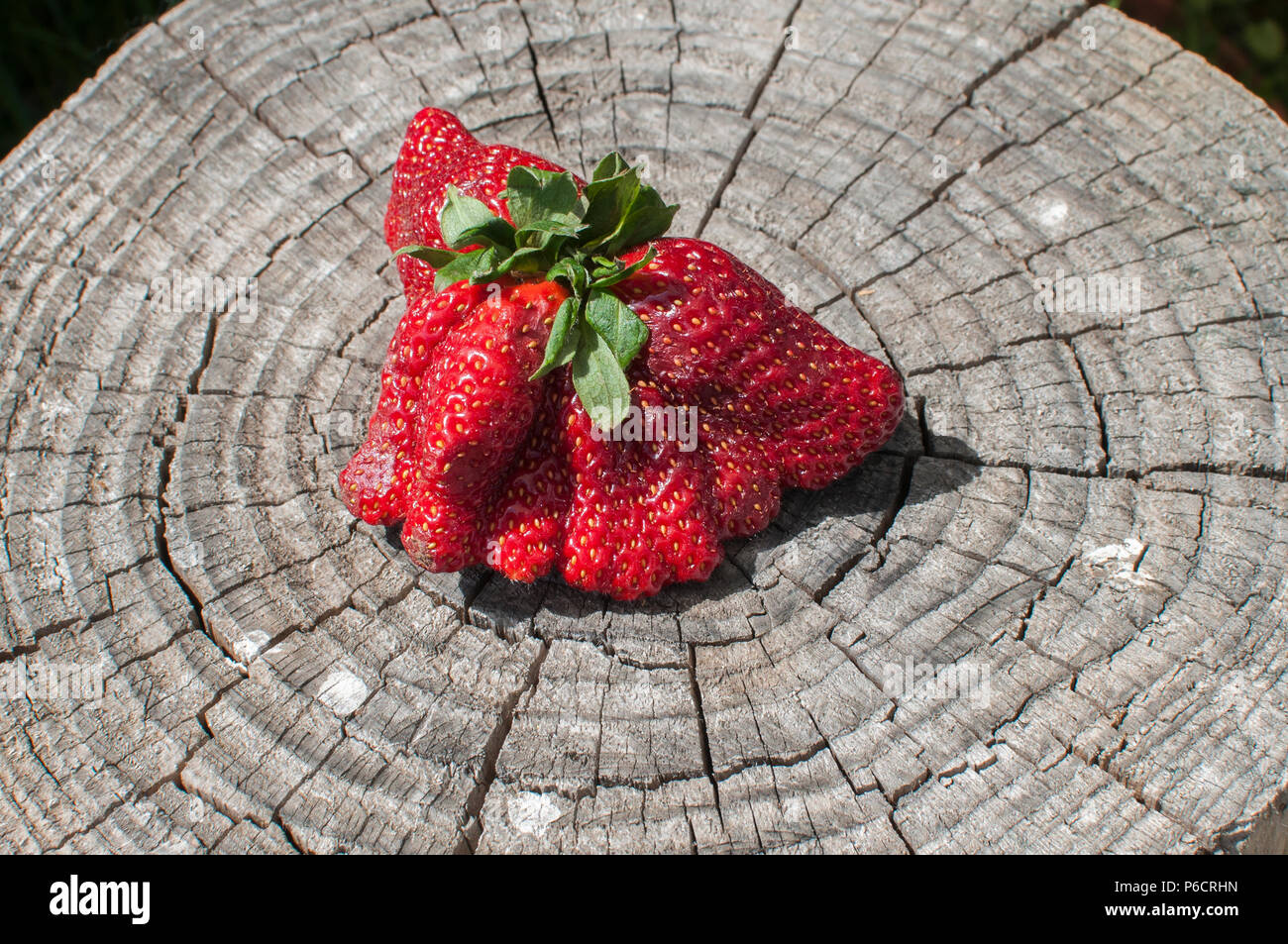 Odd strawberry hi-res stock photography and images - Alamy