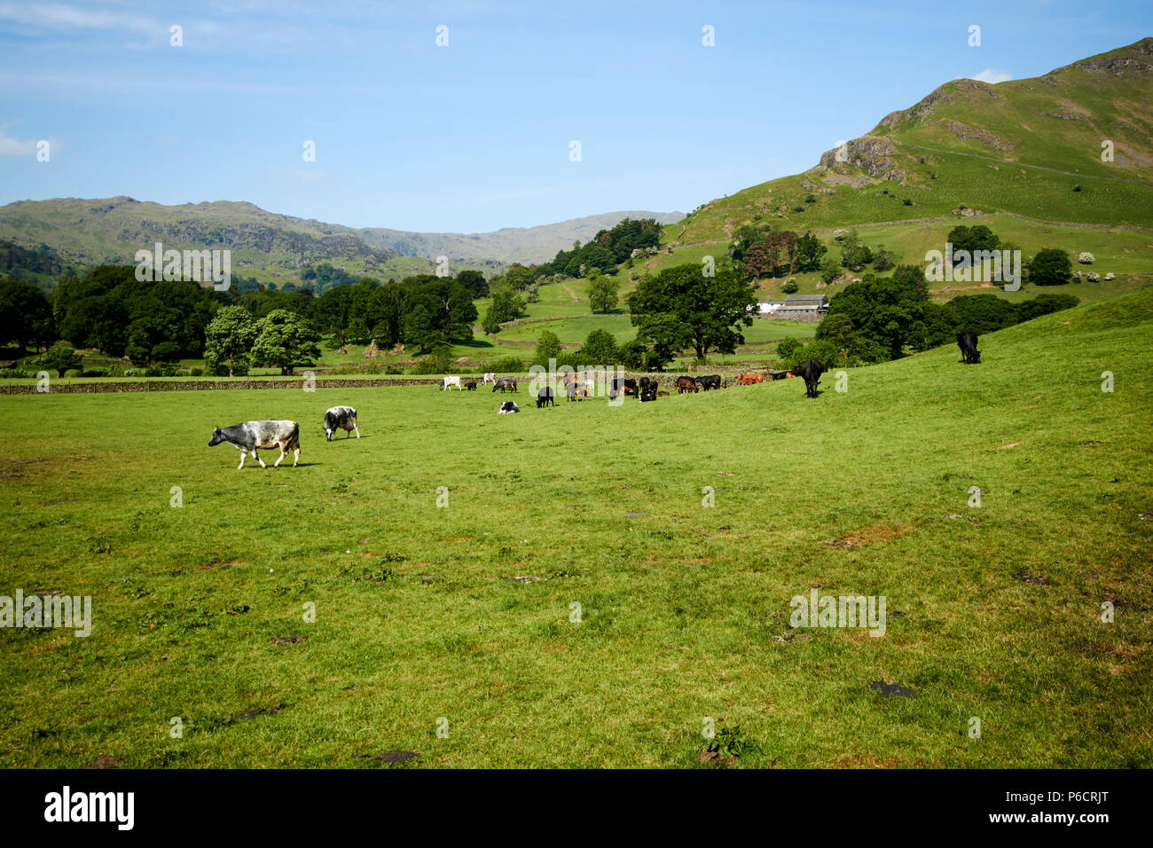 Her cattle and her fields hi-res stock photography and images - Alamy