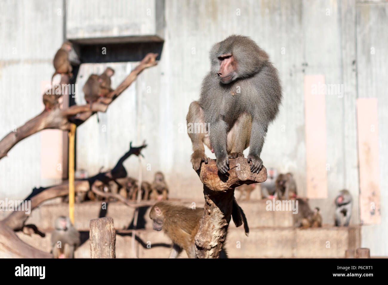 Papion hi-res stock photography and images - Alamy