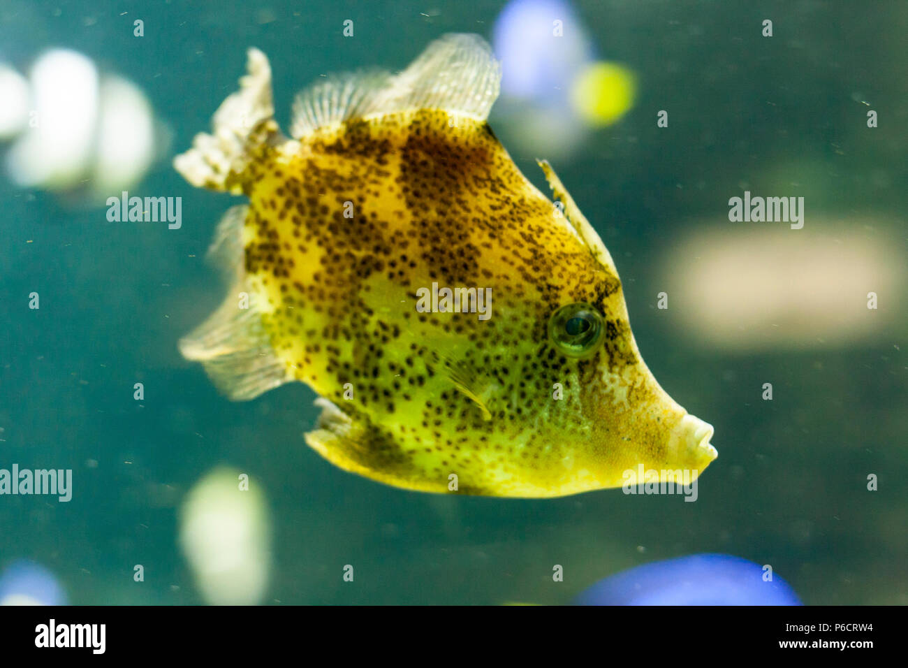 zoo aquarium fish swimming in Madrid Stock Photo - Alamy