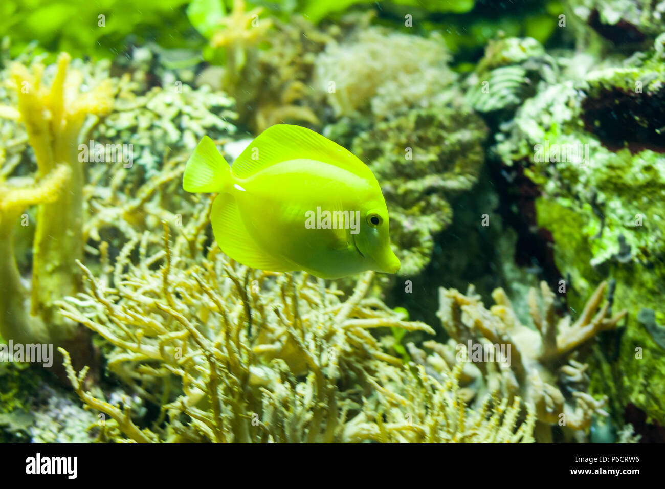 Zoo aquarium madrid hi-res stock photography and images - Alamy